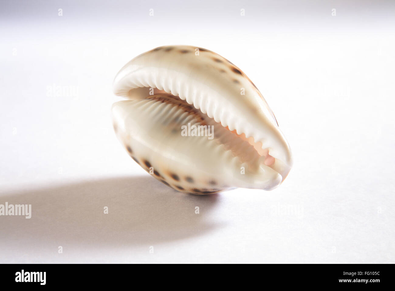 Concept , kaudi shell on white background Stock Photo - Alamy