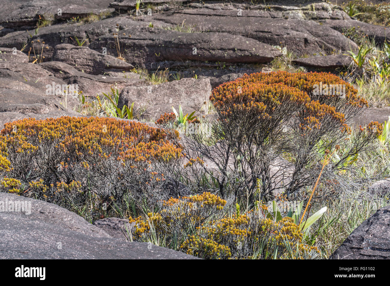 Bizarre ancient rocks of the plateau Roraima tepui - Venezuela, Latin ...