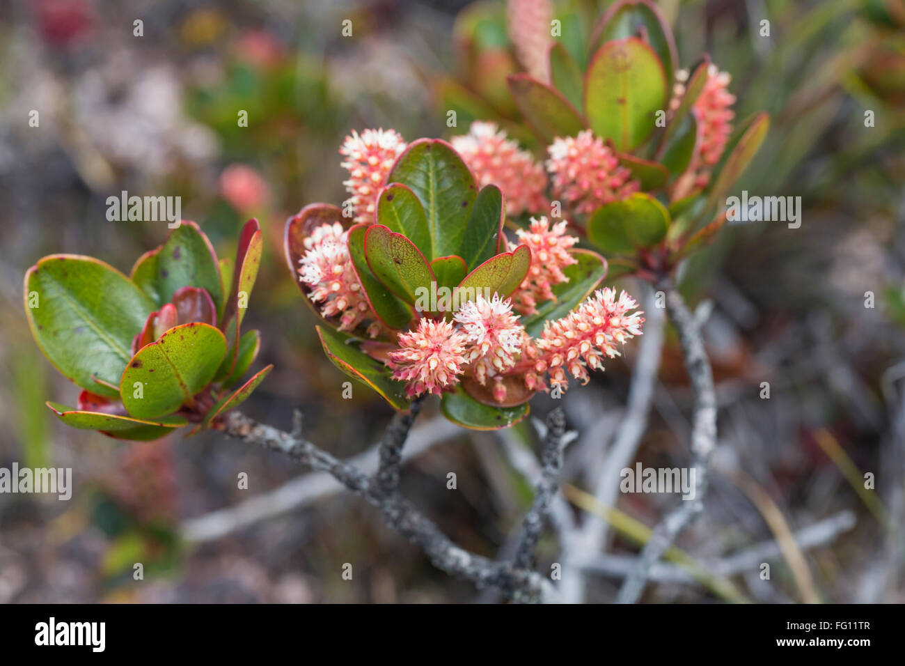 A very rare endemic plants on the plateau of Roraima - Venezuela Stock ...