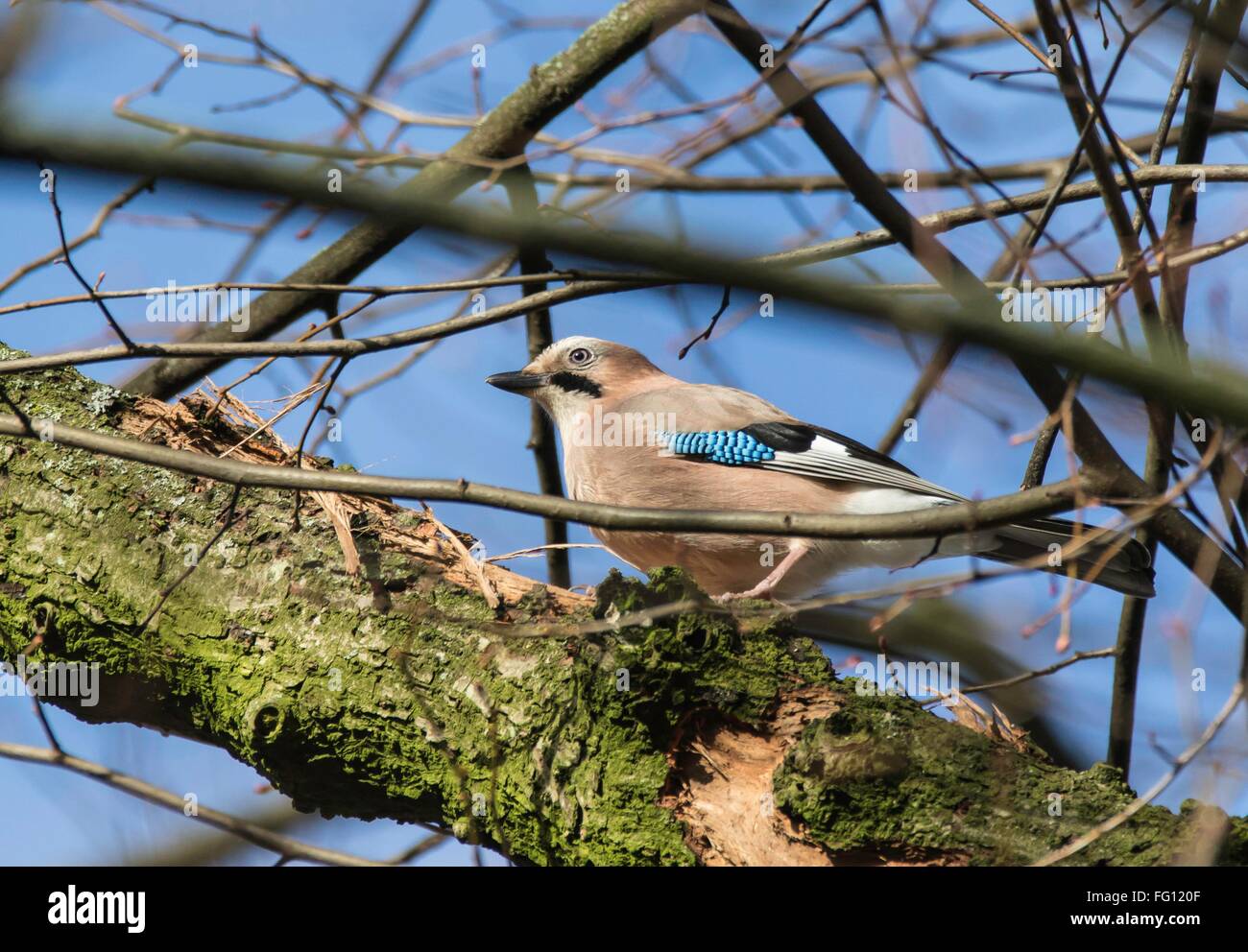 Eurasian jay in tree hi-res stock photography and images - Alamy