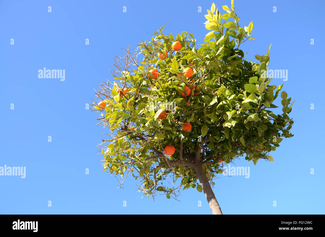 Valencia orange tree hi-res stock photography and images - Alamy