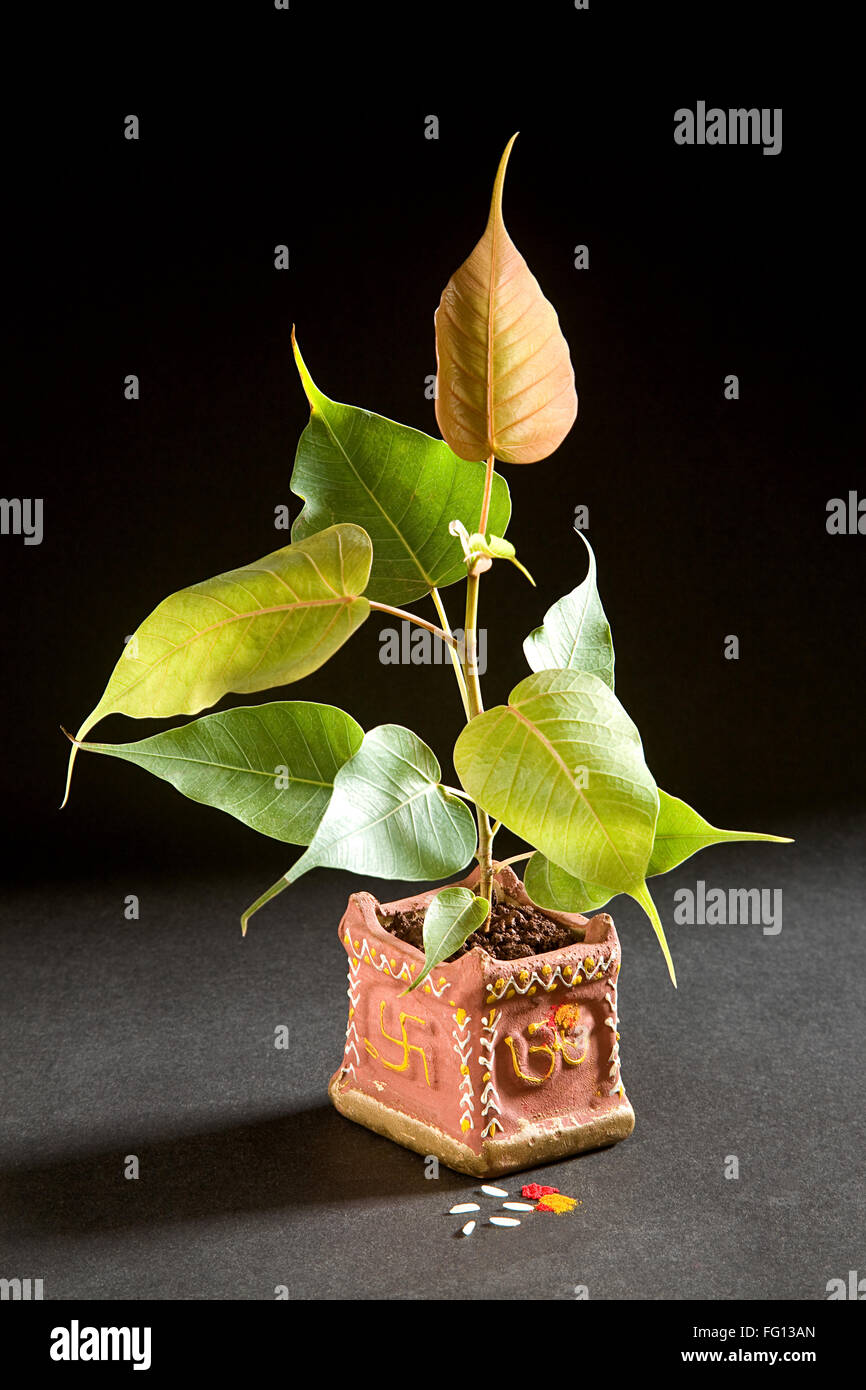 Lord Vishnu Peepal tree in the Vrindavan india may 2011 Stock Photo - Alamy
