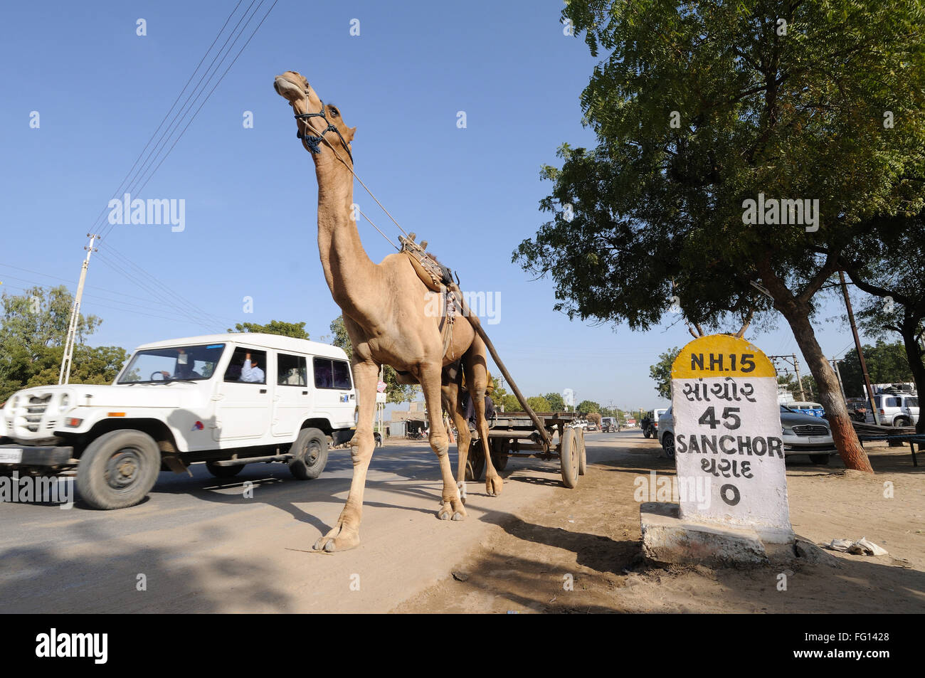 Gujarat camel hi-res stock photography and images - Alamy