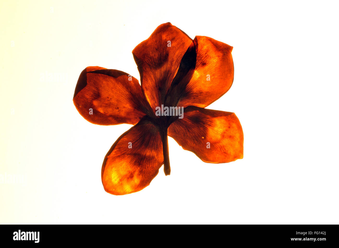 Champa india hi-res stock photography and images - Alamy