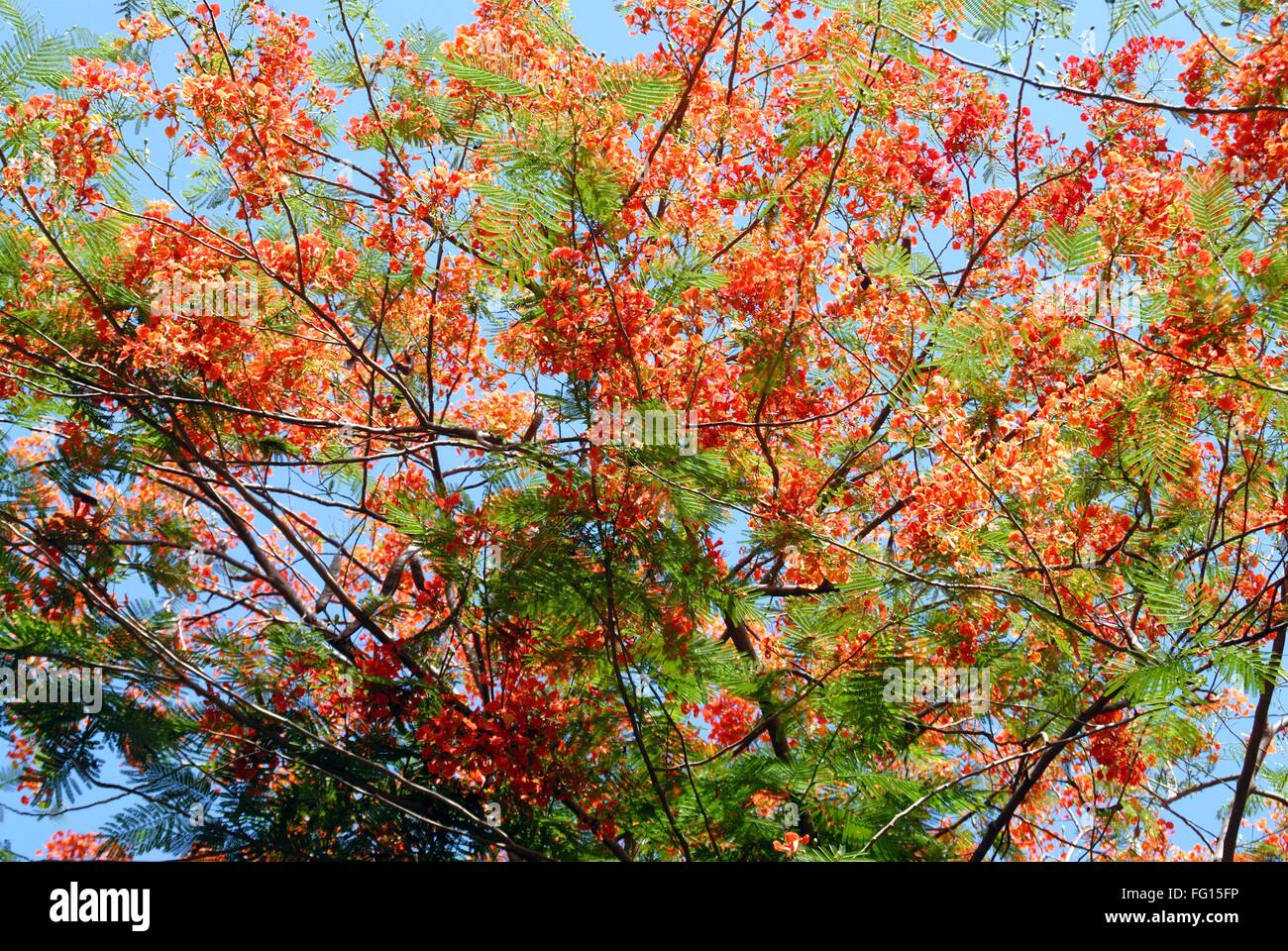 Gulmarg Or Gul Mohur Delonix regia tree with blue sky in background ...