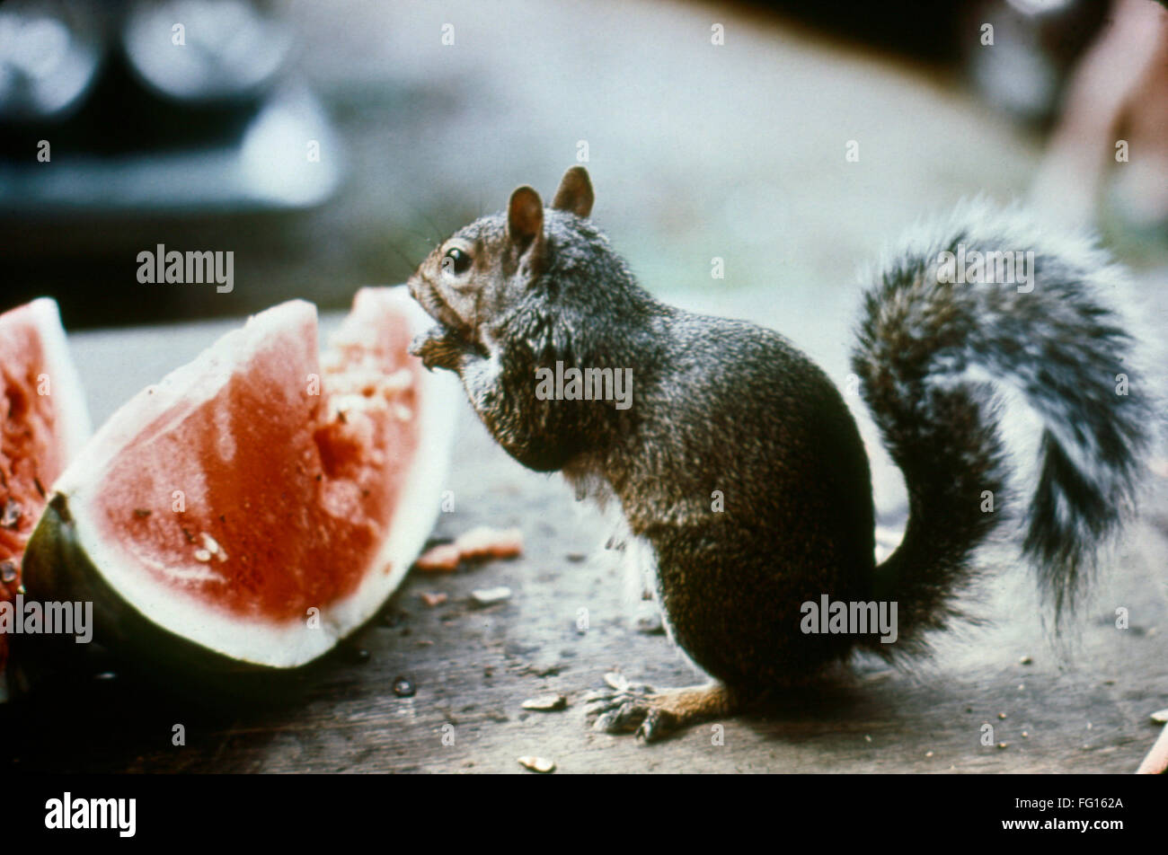 ALABAMA: GULF STATE PARK. /nA squirrel eating a watermelon at Gulf ...