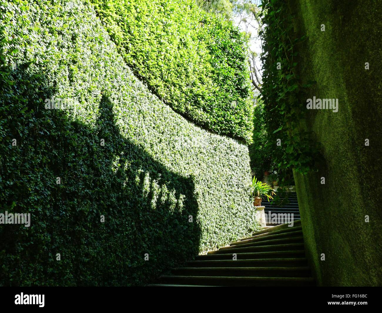 Hedge growth hi-res stock photography and images - Alamy