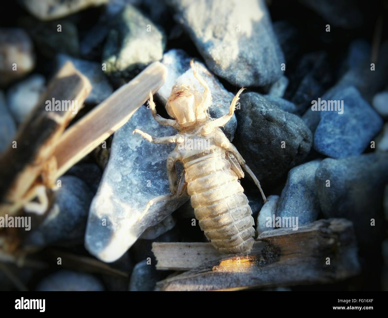 Bug with rocks hi-res stock photography and images - Alamy