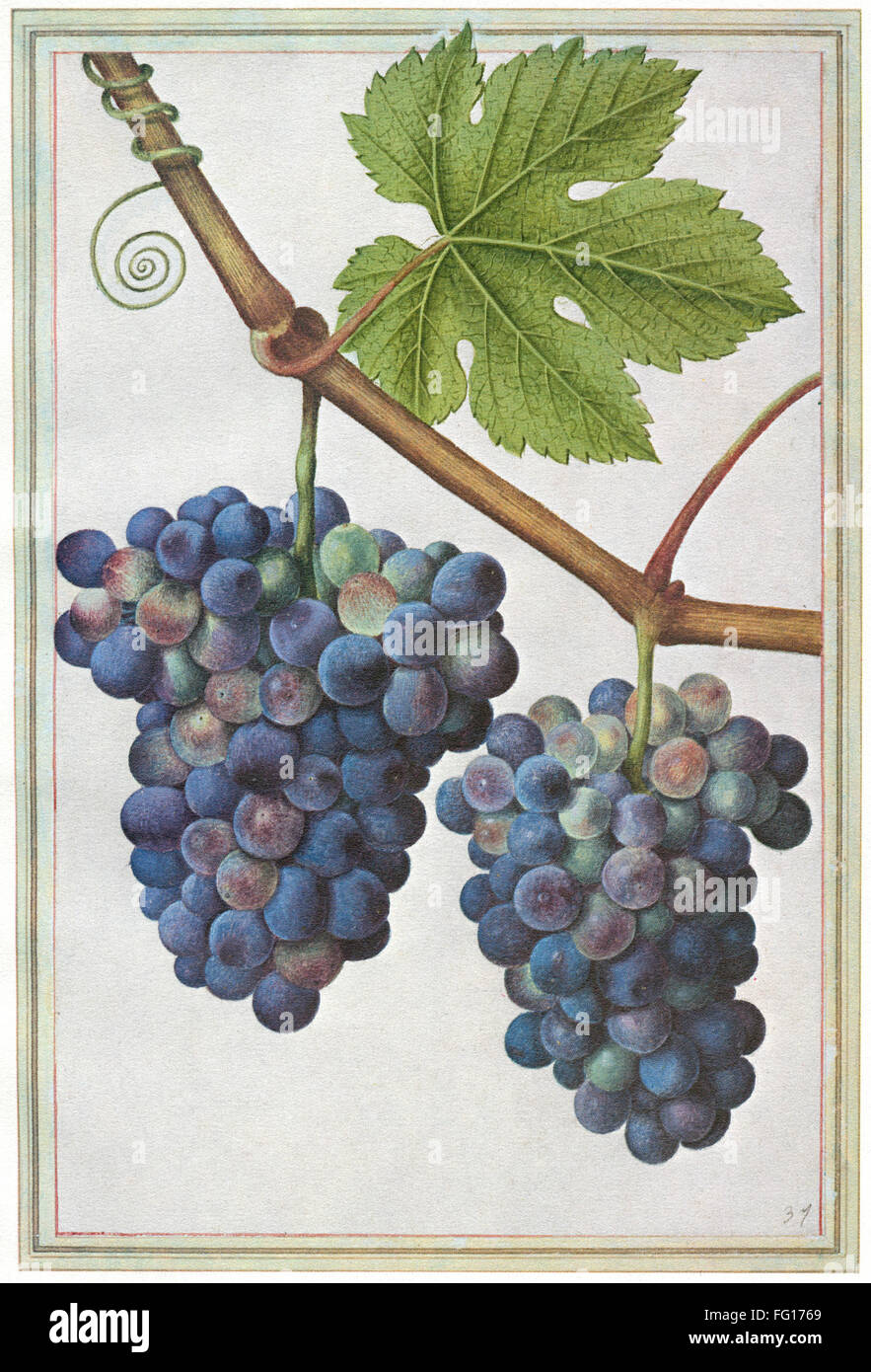LE MOYNE: GRAPE VINE, c1585. /n'Grape-vine.' Watercolor, Jacques Le ...