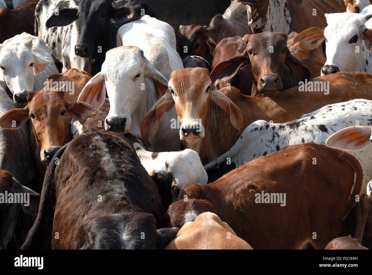 Cows in animal shelter home Gujarat India Stock Photo - Alamy