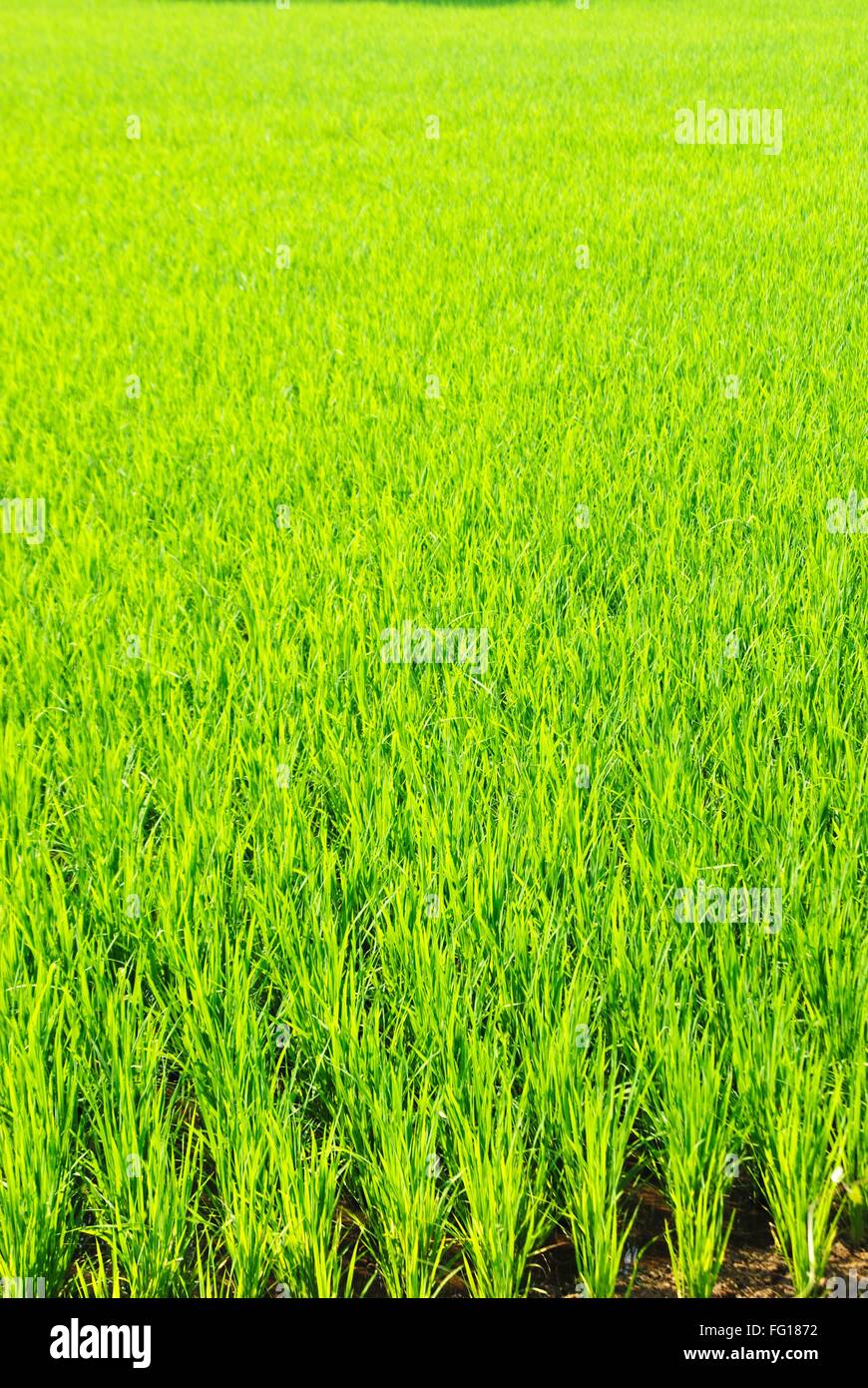 Agriculture orissa india hi-res stock photography and images - Alamy