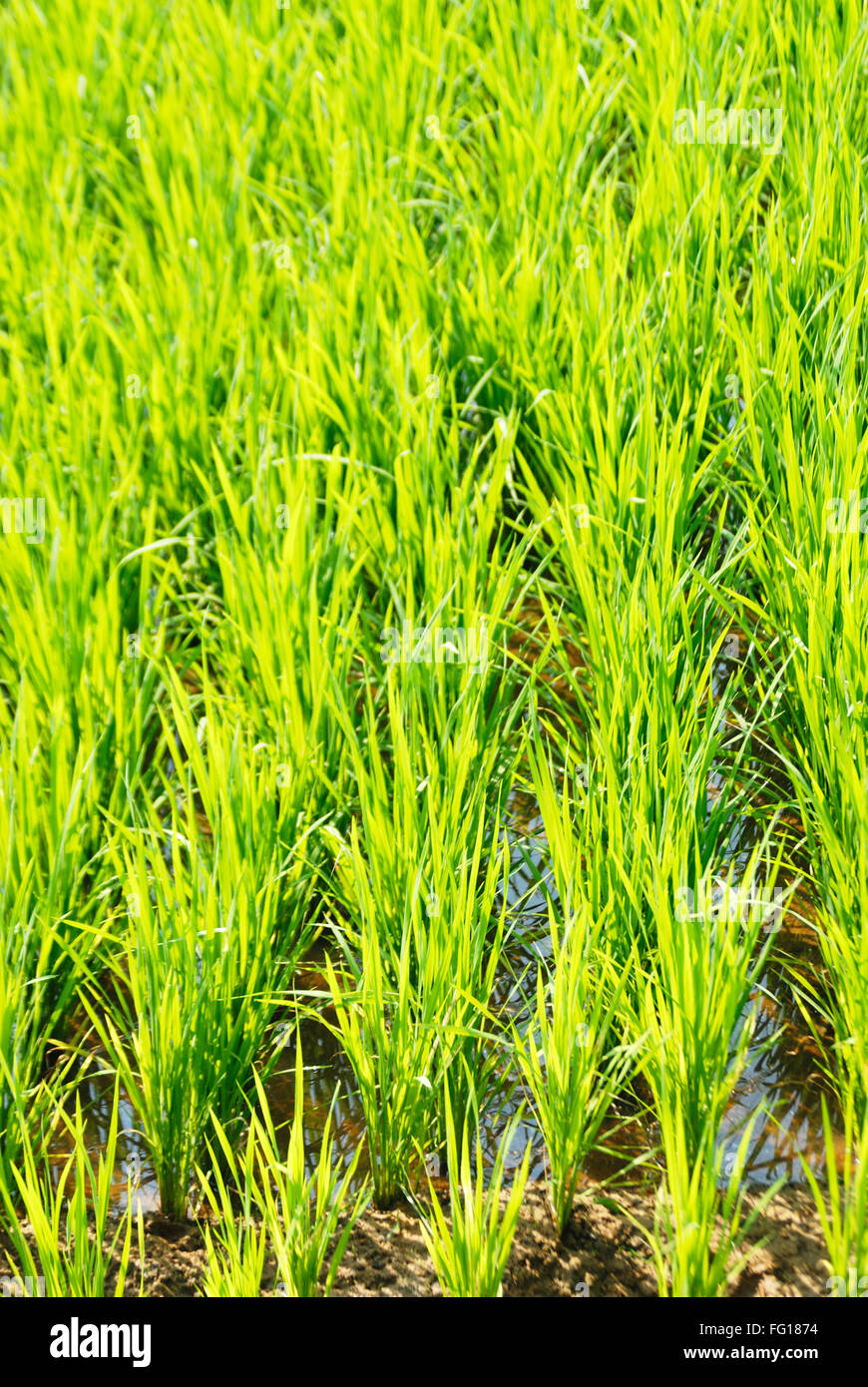 Agriculture orissa india hi-res stock photography and images - Alamy