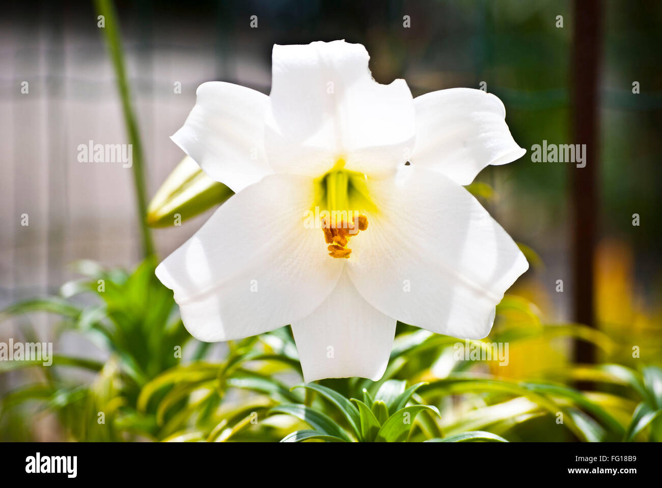 Big white flower Stock Photo - Alamy