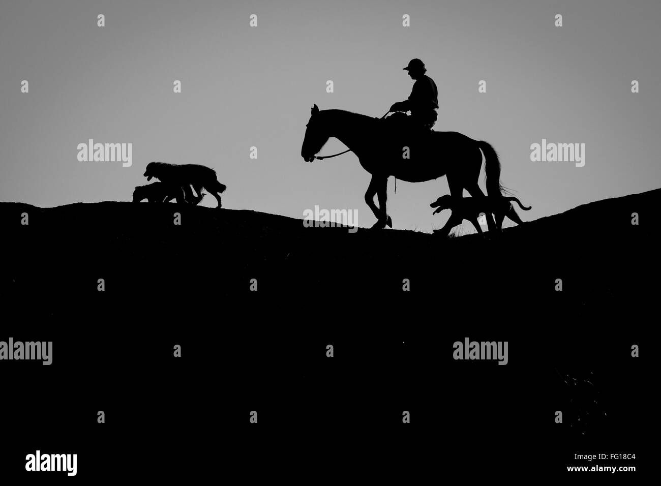 Dog sitting on horse Black and White Stock Photos & Images - Alamy