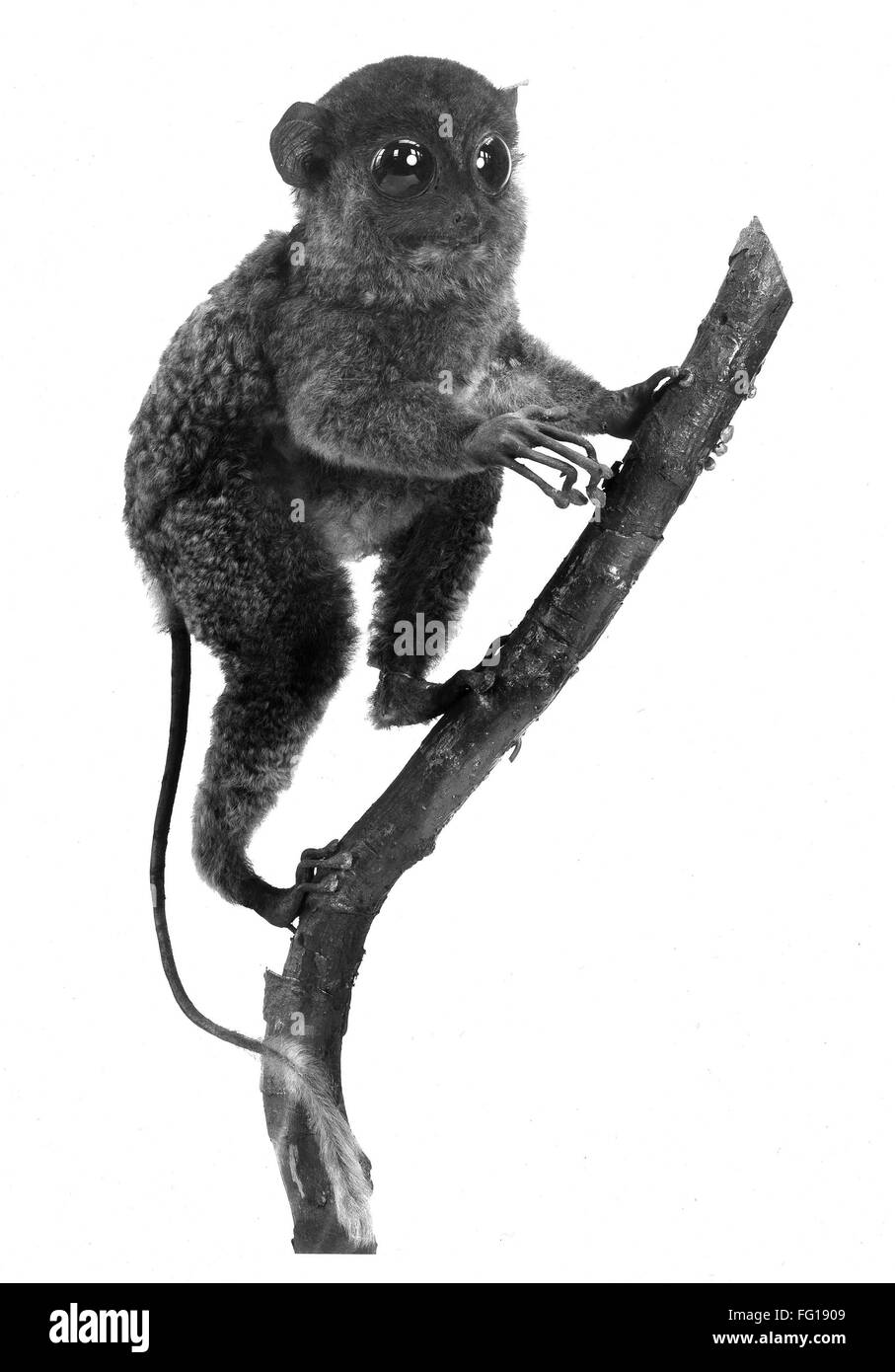 TARSIER. /nTaxidermy of a Tarsier monkey from the American Museum of ...