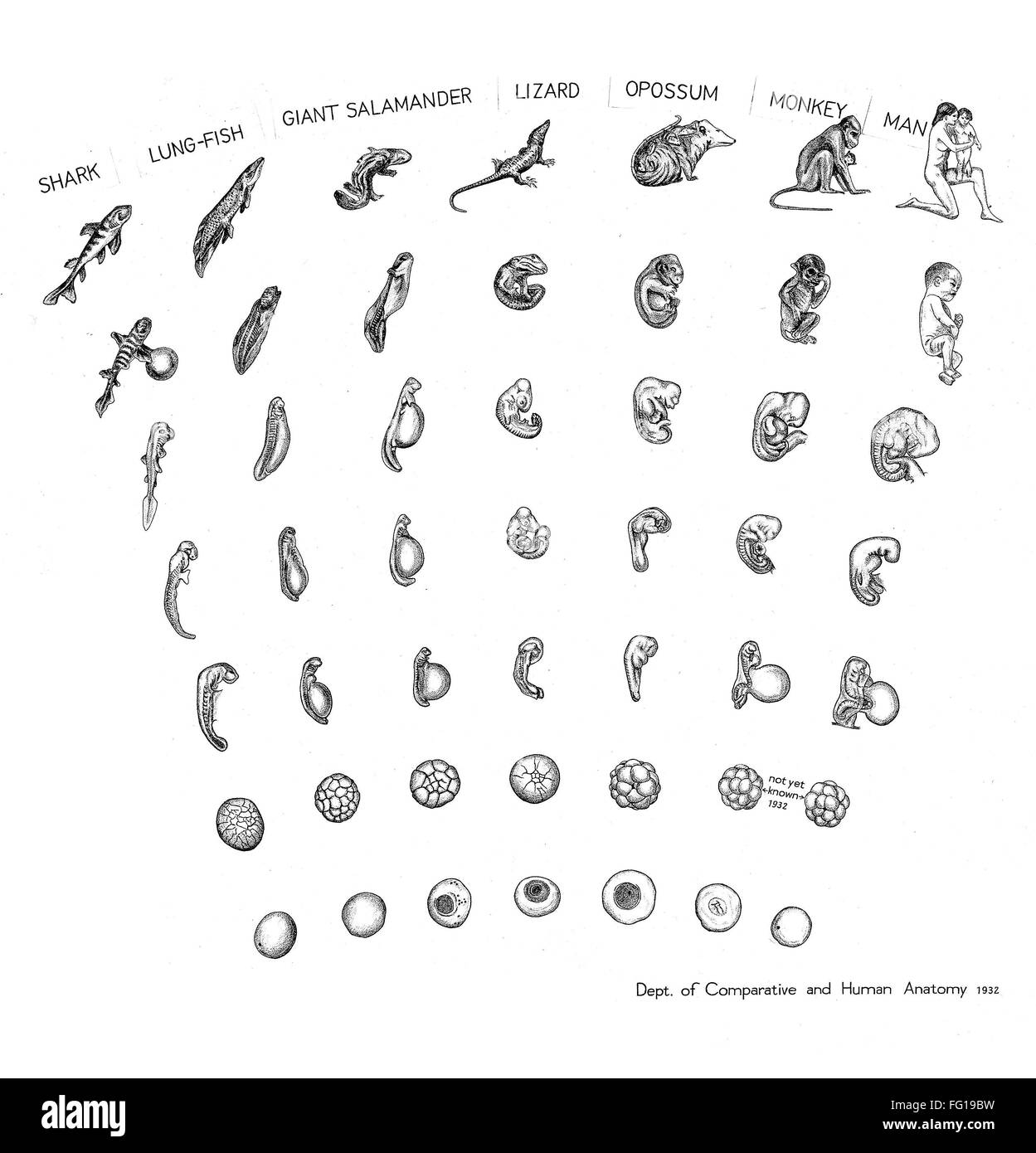 COMPARATIVE EMBRYOLOGY. /nChart showing comparative embryology from a ...