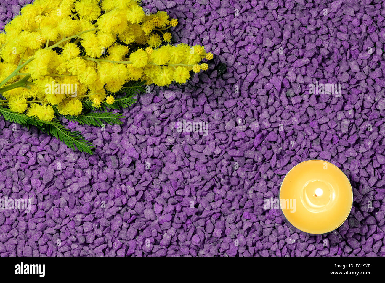 mimosa and candle on violet pebbles for the international womens day ...