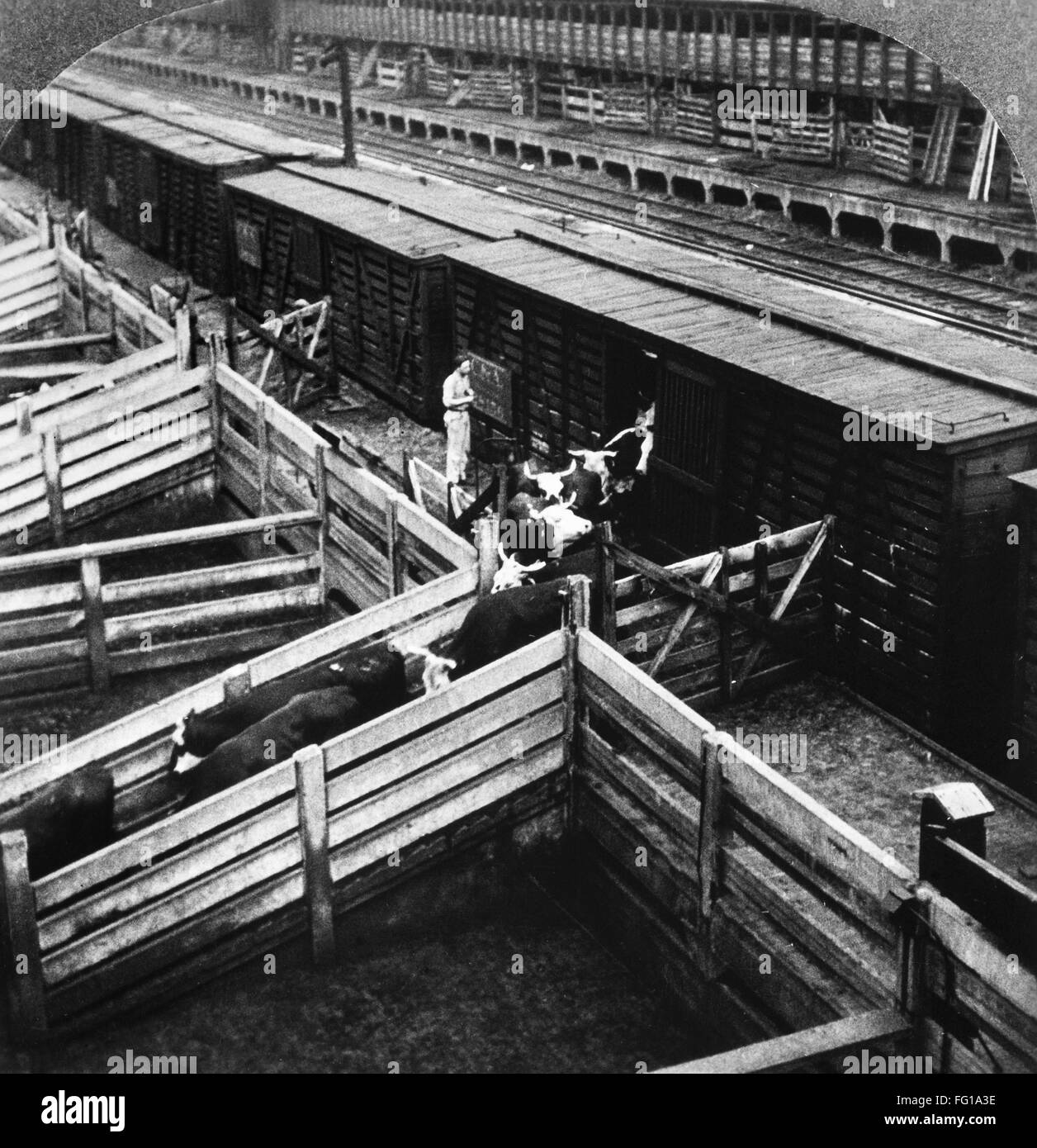 BEEF INDUSTRY, c1928. /nUnloading beef cattle in the Union Stock Yards ...