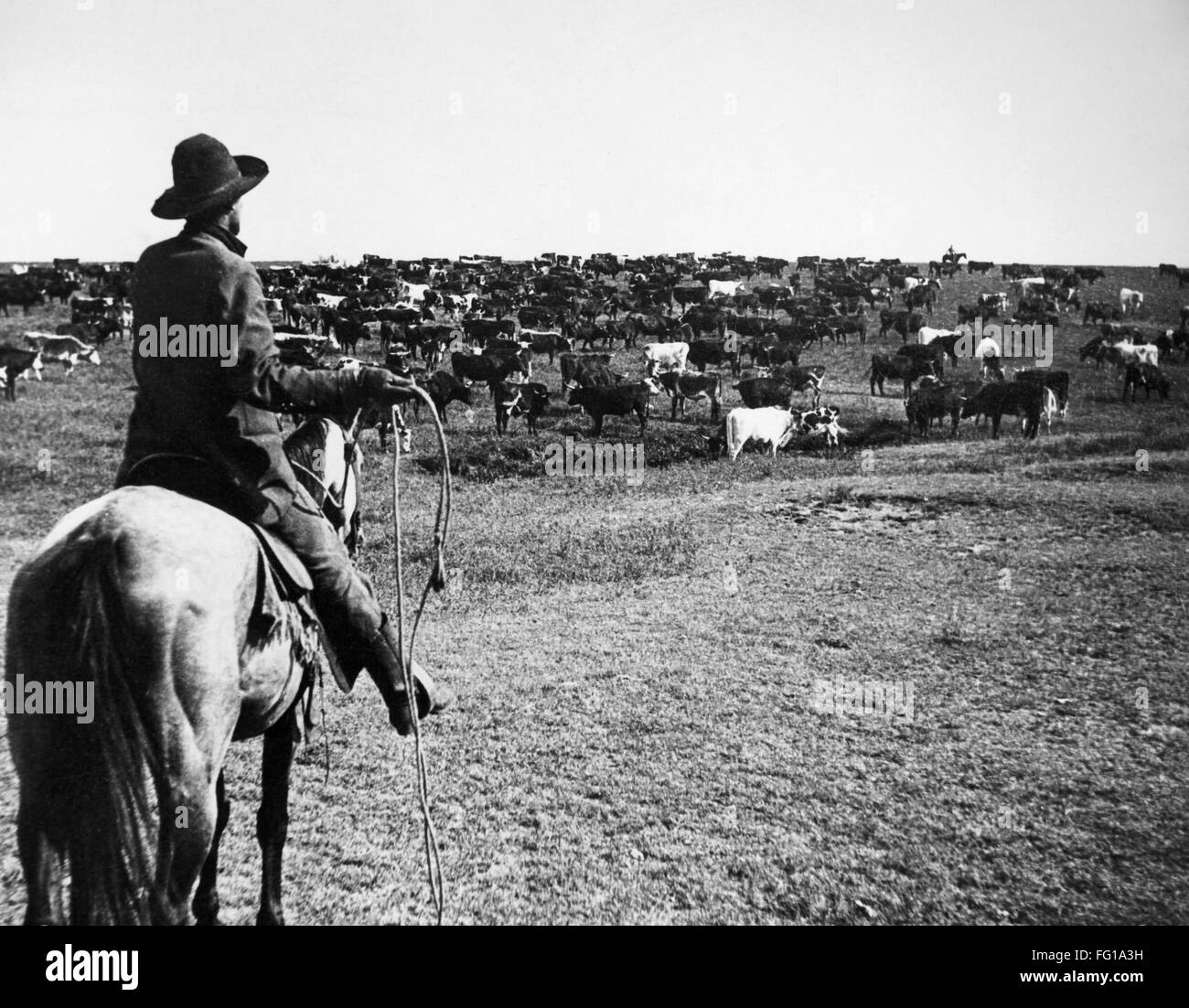 KANSAS: CATTLE, c1900. /nA cowboy herding cattle at Sherman Ranch in ...