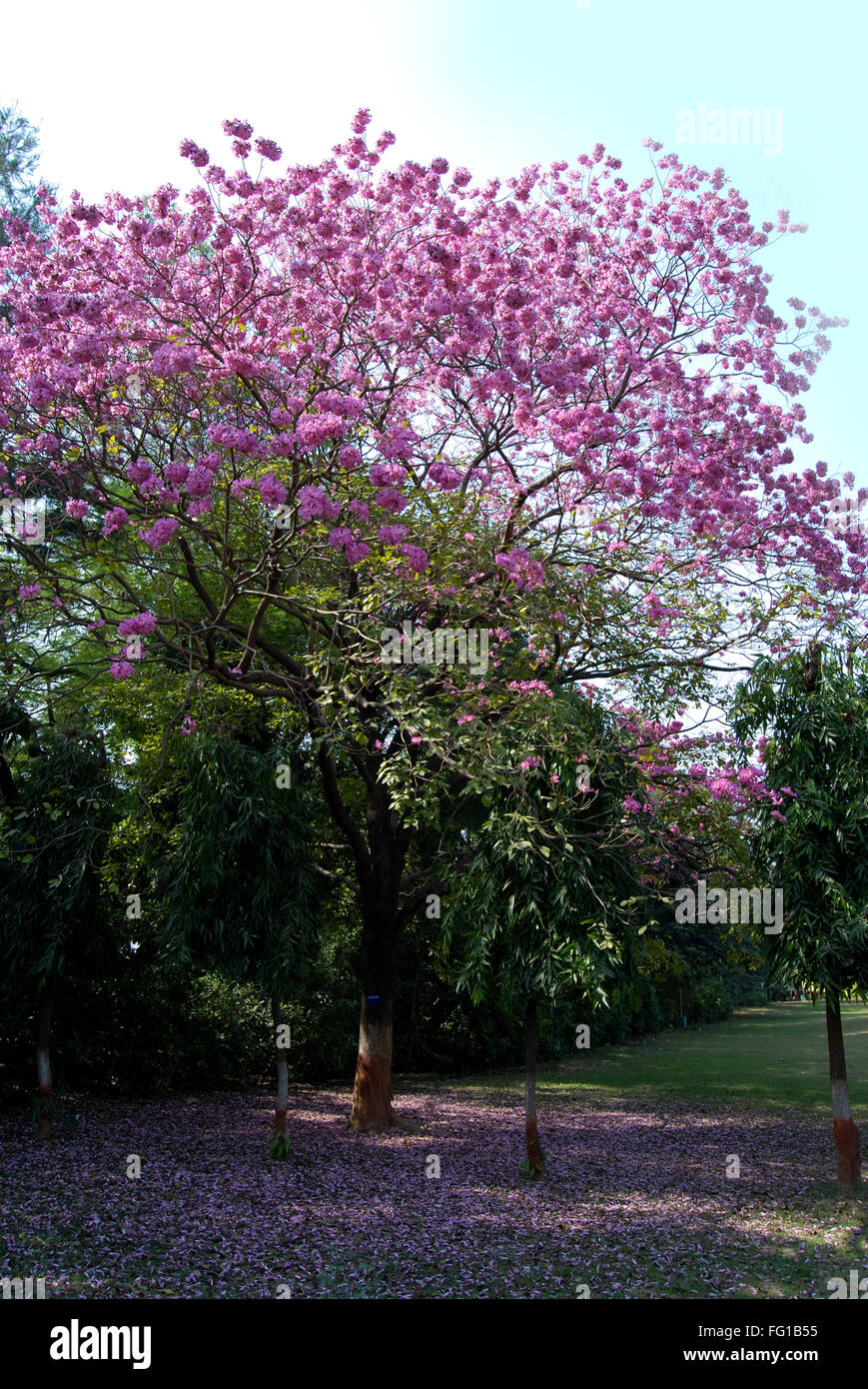 Blooming tree at Sarnath , Varanasi , Uttar Pradesh , India Stock Photo ...
