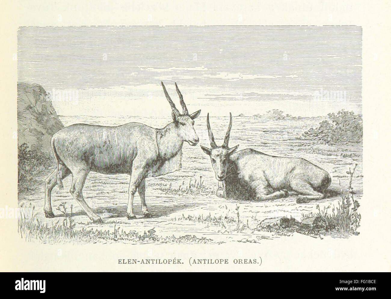 Teleki Samuel High Resolution Stock Photography and Images - Alamy