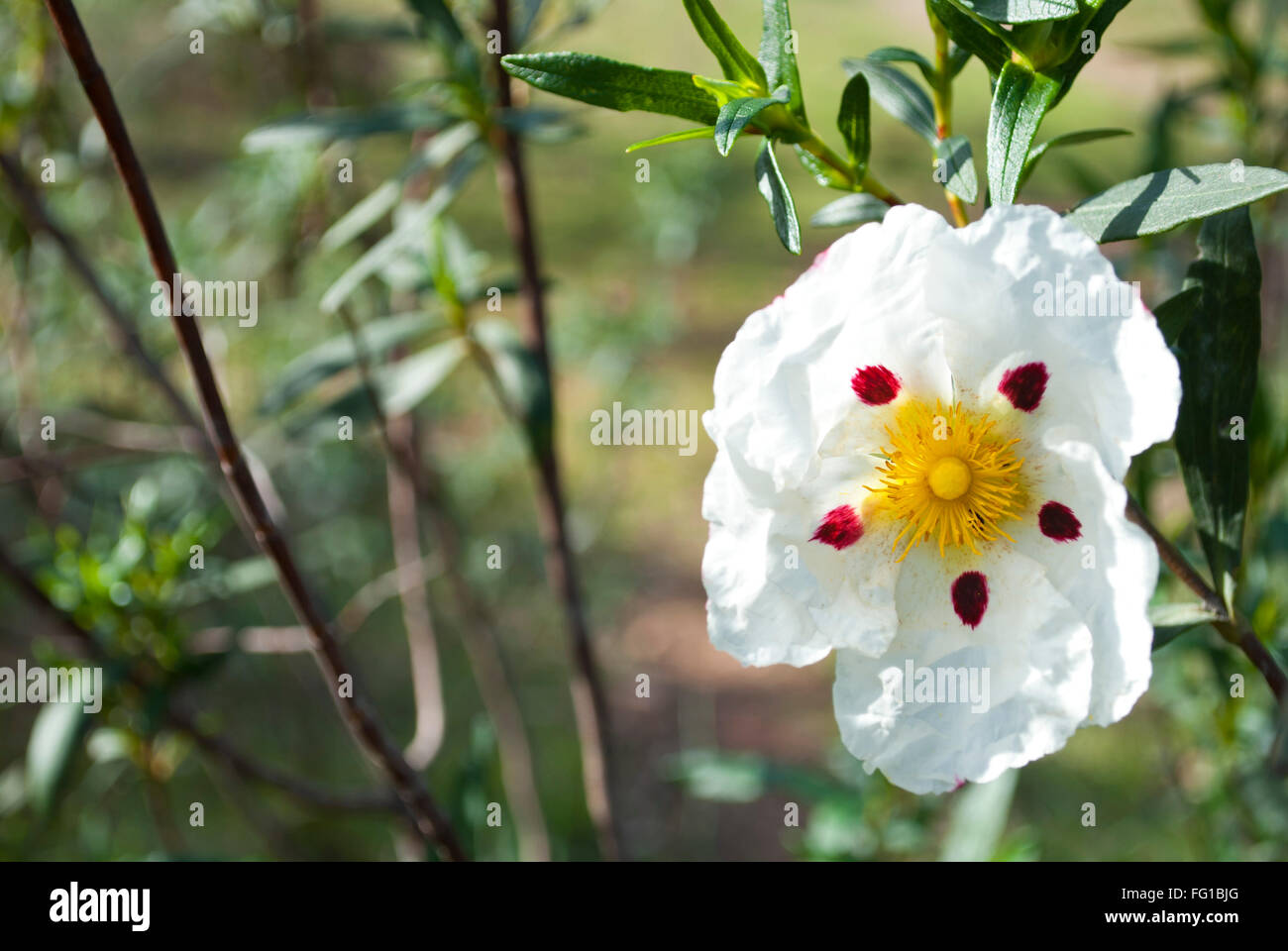 Beautiful cistus hi-res stock photography and images - Alamy