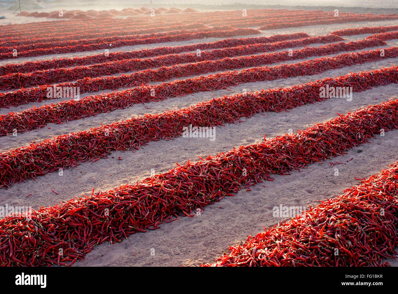 Red chilli drying process , Mathania , Jodhpur , Rajasthan , India ...
