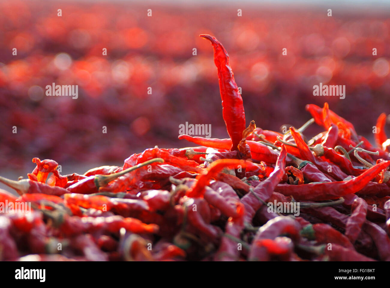 Red Chilli Drying High Resolution Stock Photography and Images - Alamy