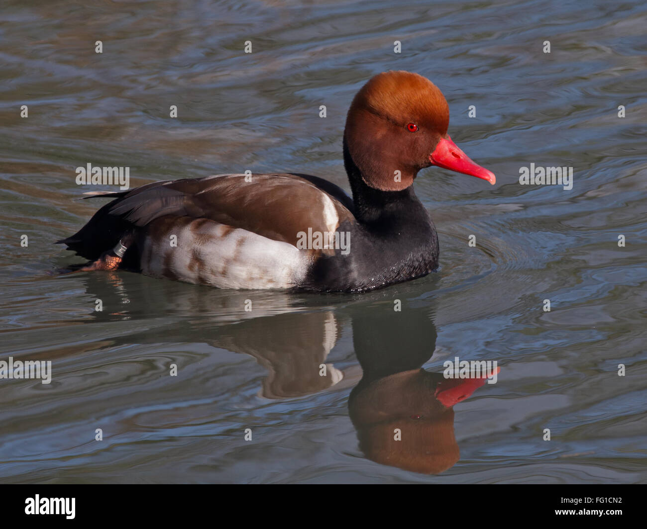 Red Crested Pochard (netta rufina) male Stock Photo - Alamy
