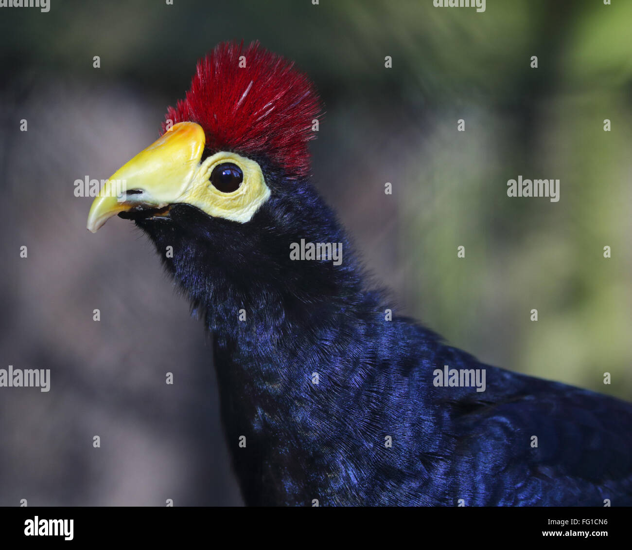 Lady Ross's Turaco (musophaga rossae Stock Photo - Alamy