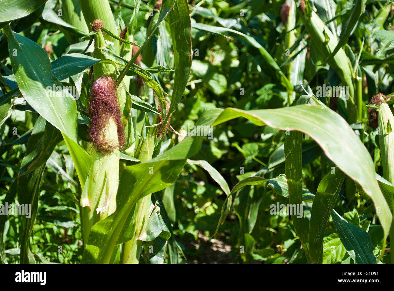 Corn crop farming hi-res stock photography and images - Alamy