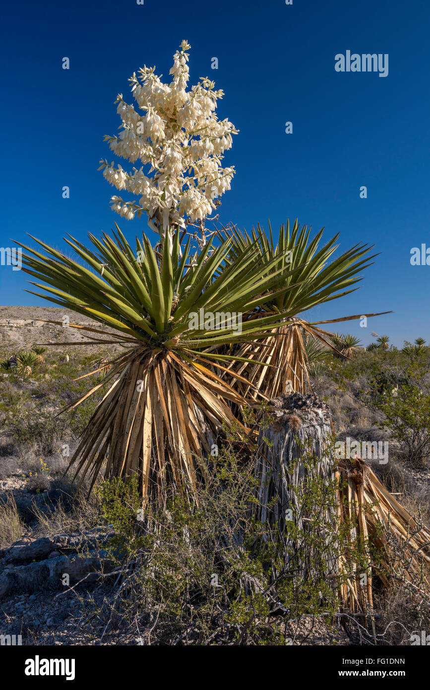 Spanish Dagger Plants High Resolution Stock Photography and Images - Alamy
