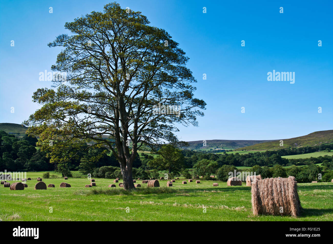Specimen tree hi-res stock photography and images - Alamy