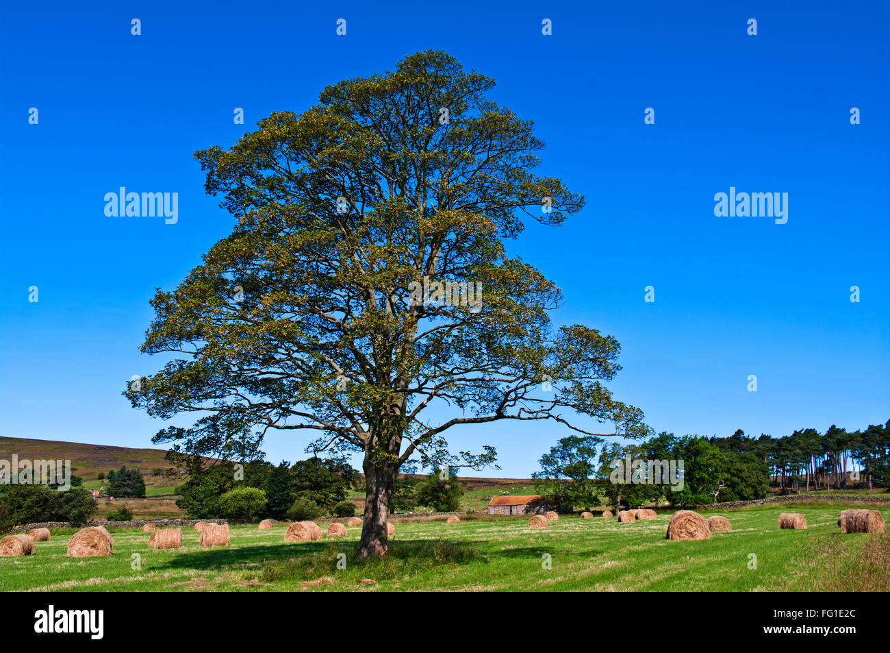 Round specimen hi-res stock photography and images - Alamy