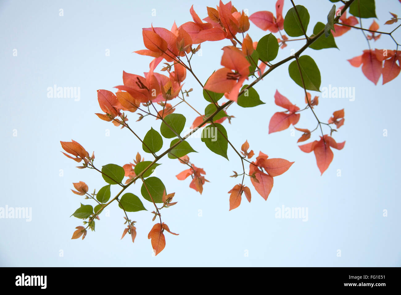 Now kolkata hi-res stock photography and images - Alamy