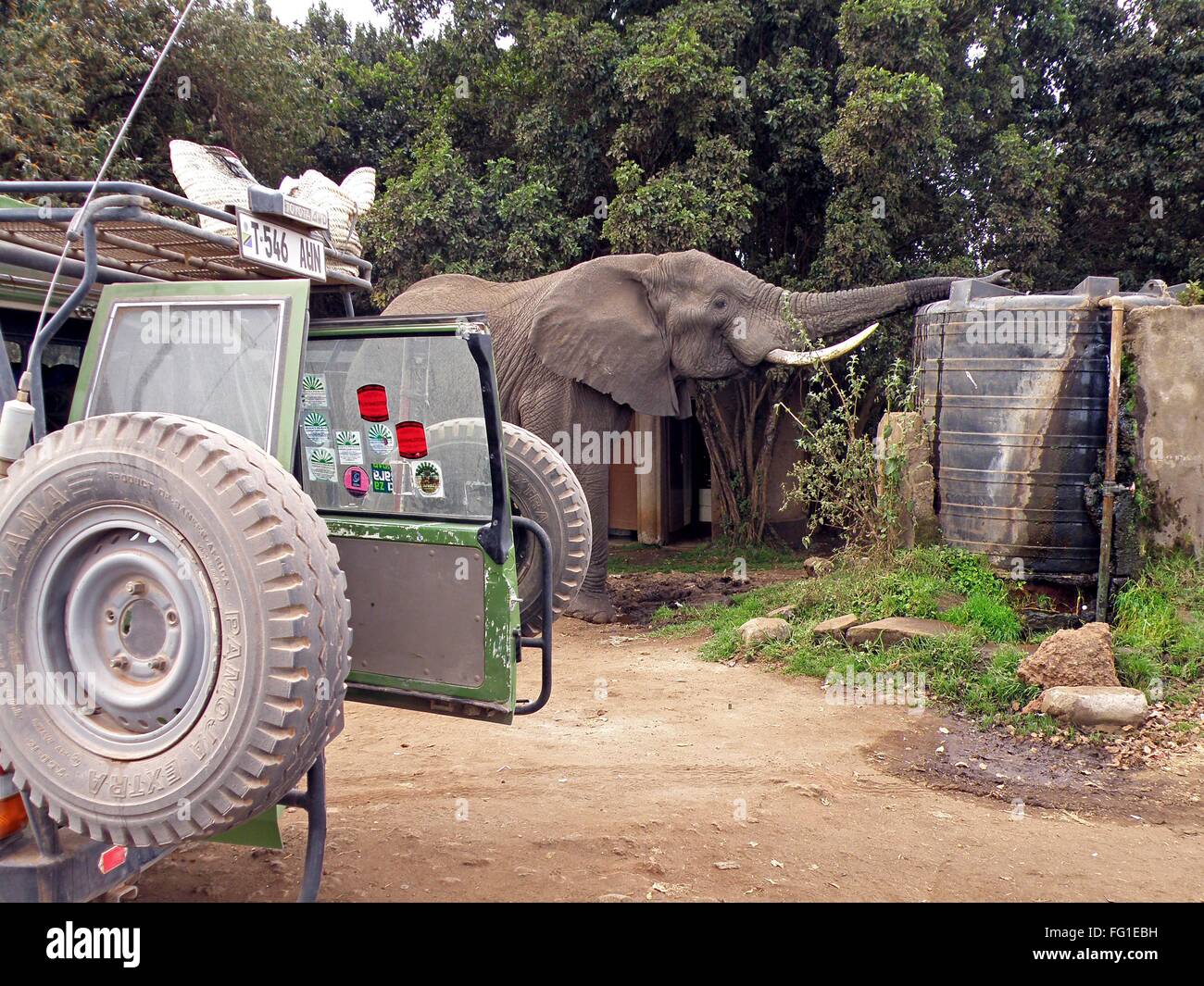 Elephant Drinking Water From Container Against Trees Stock Photo - Alamy