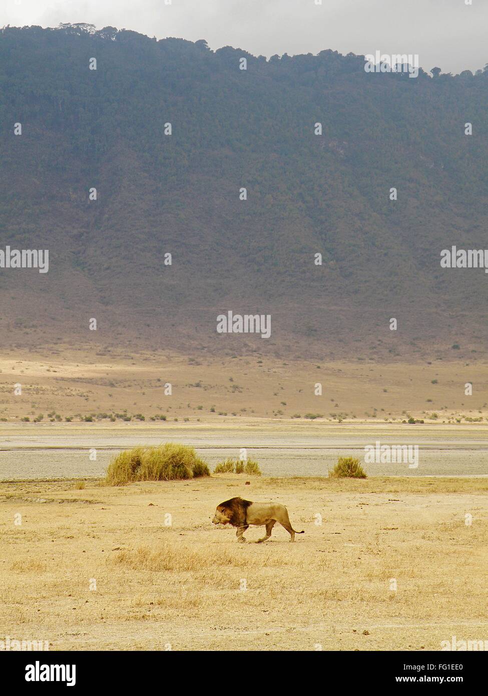 Lion field animals in wild hi-res stock photography and images - Alamy