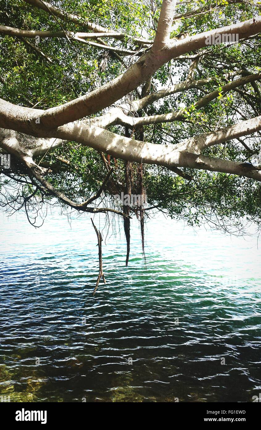 Low Angle View Of Branches Hanging Over River Stock Photo - Alamy