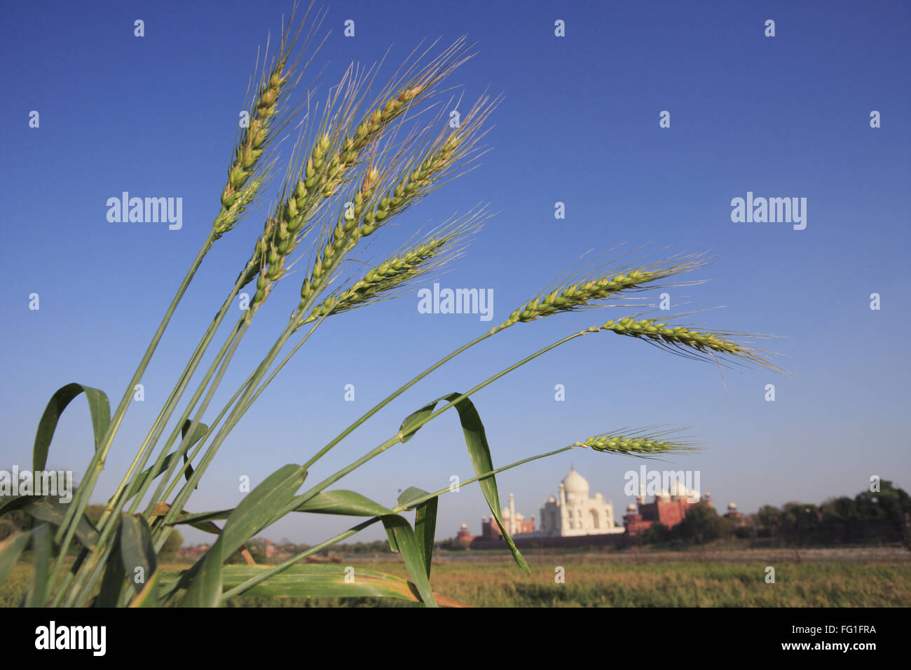 Wheat crop field near Taj Mahal , Agra , Uttar Pradesh , India Stock ...