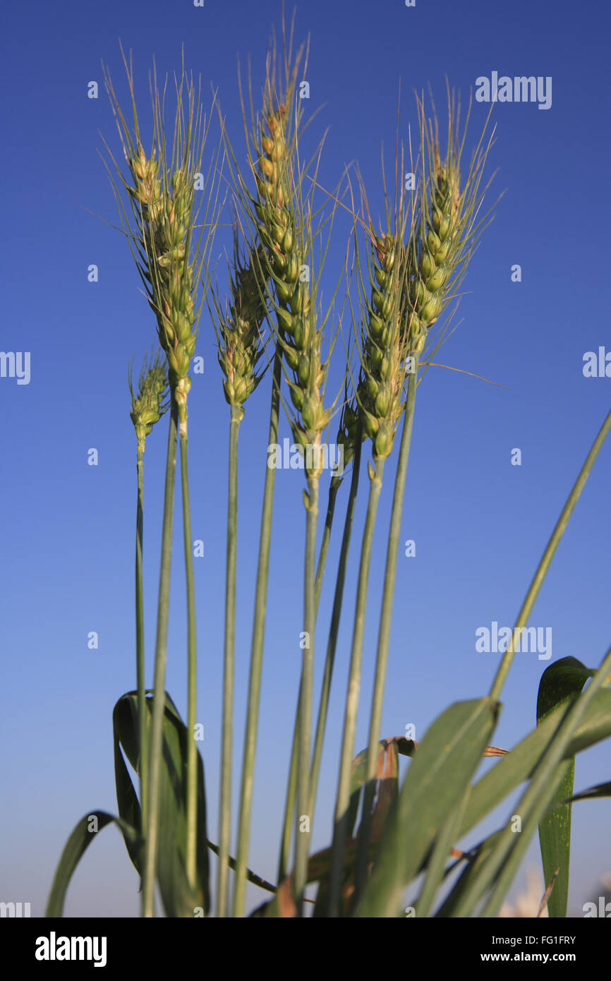 Close ups of wheat crops in field , Agra , Uttar Pradesh , India Stock ...