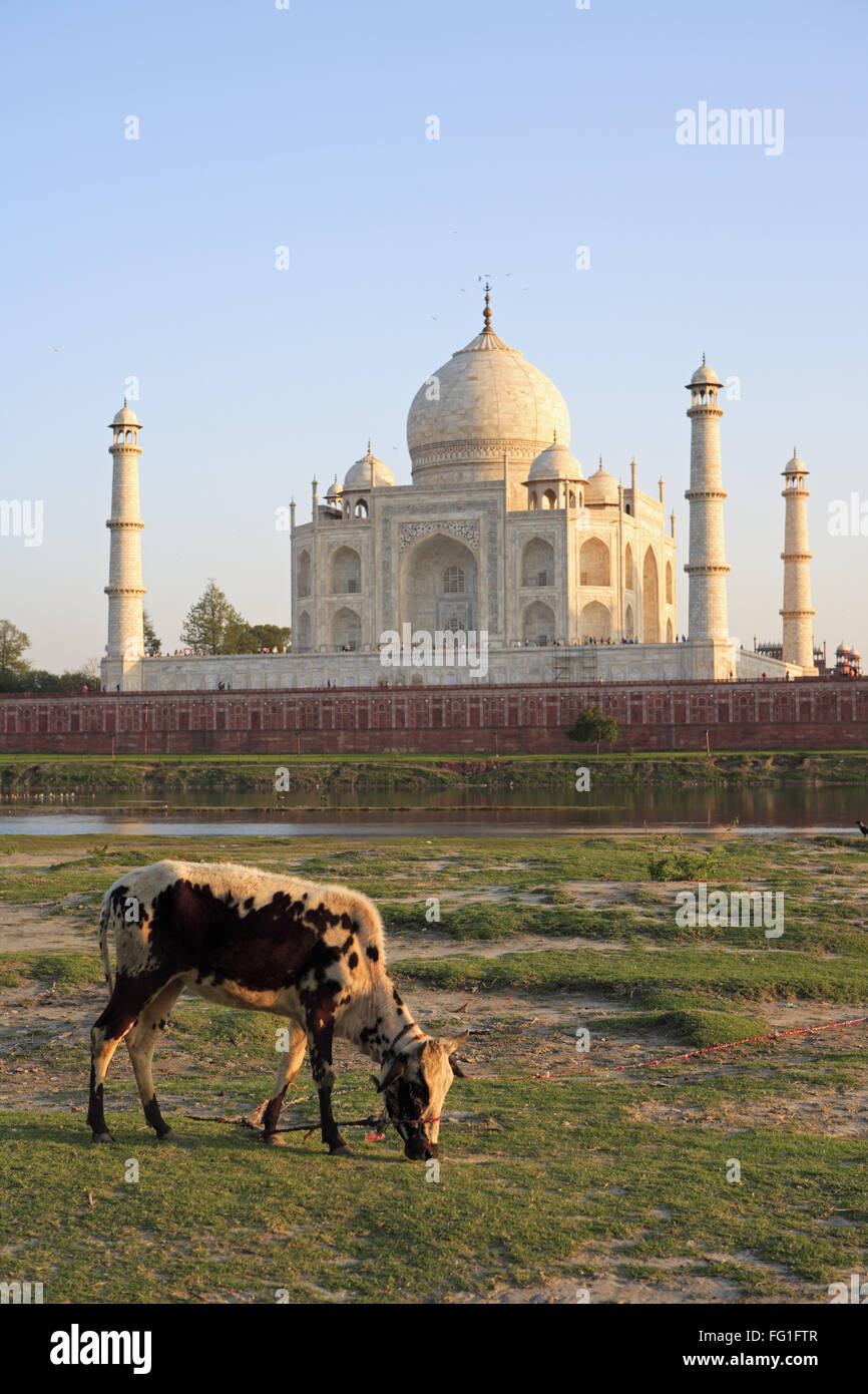 Mughal art cow hi-res stock photography and images - Alamy