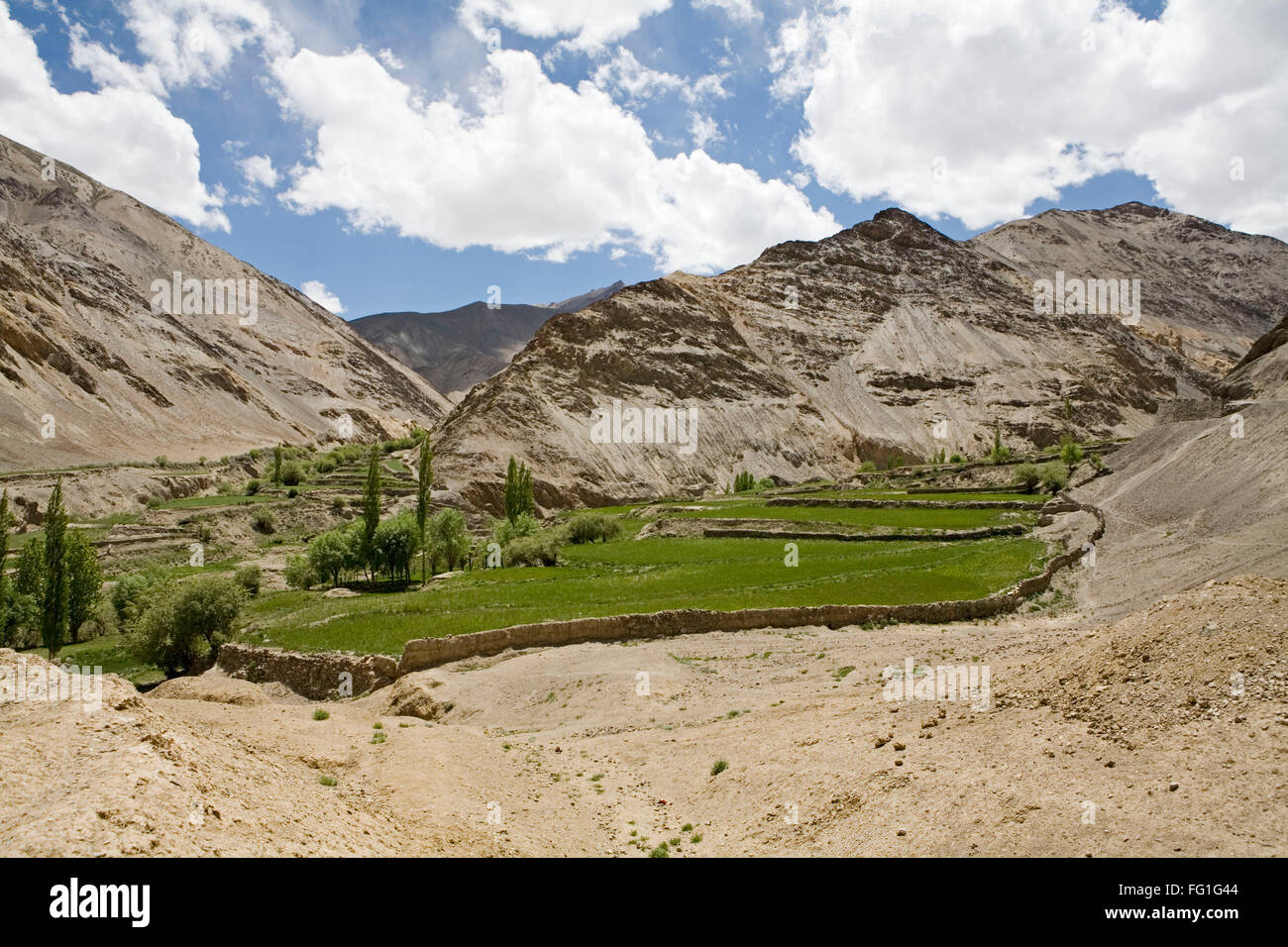 Patch grass in desert hi-res stock photography and images - Alamy