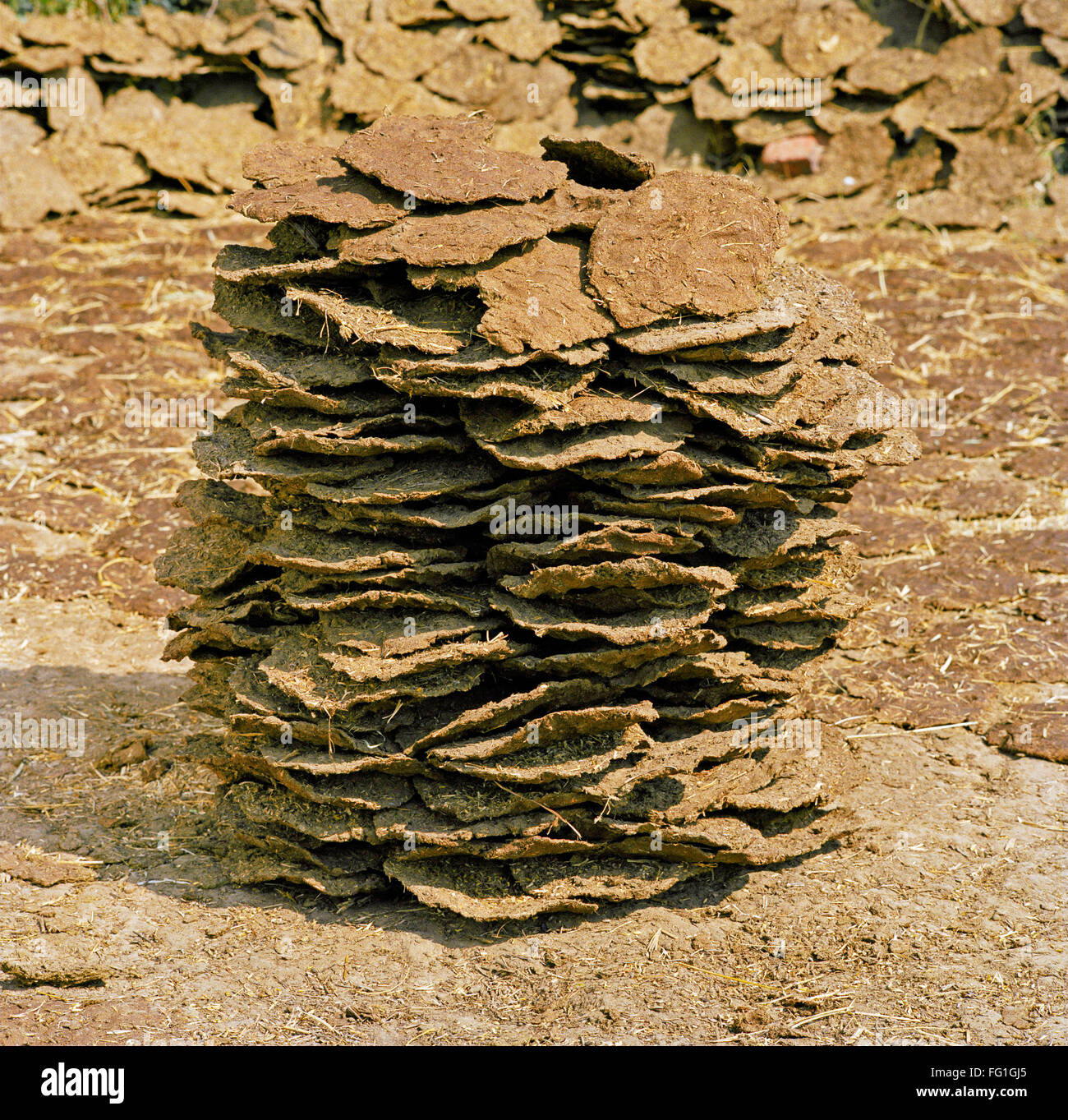 Dried cow dung cakes stacked in heap used as fuel in rural India Stock ...