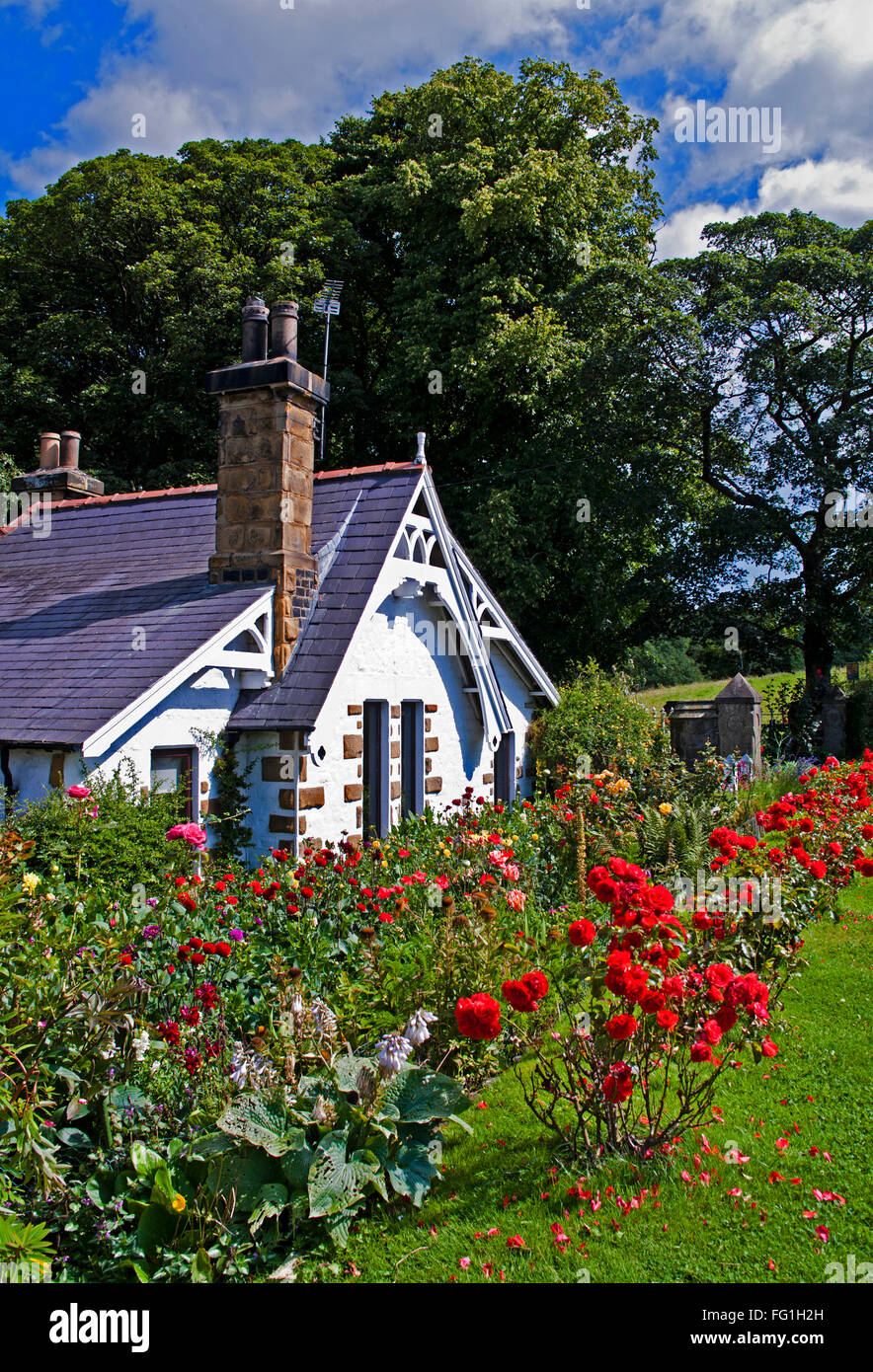 Garden red roses hi-res stock photography and images - Alamy