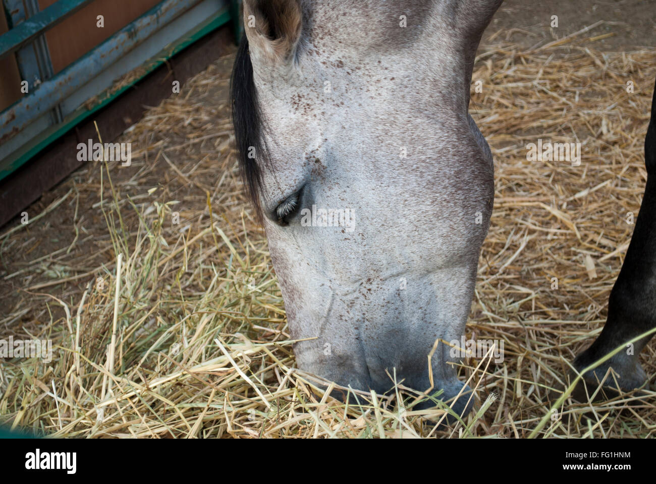 Horse eating hay hi-res stock photography and images - Alamy