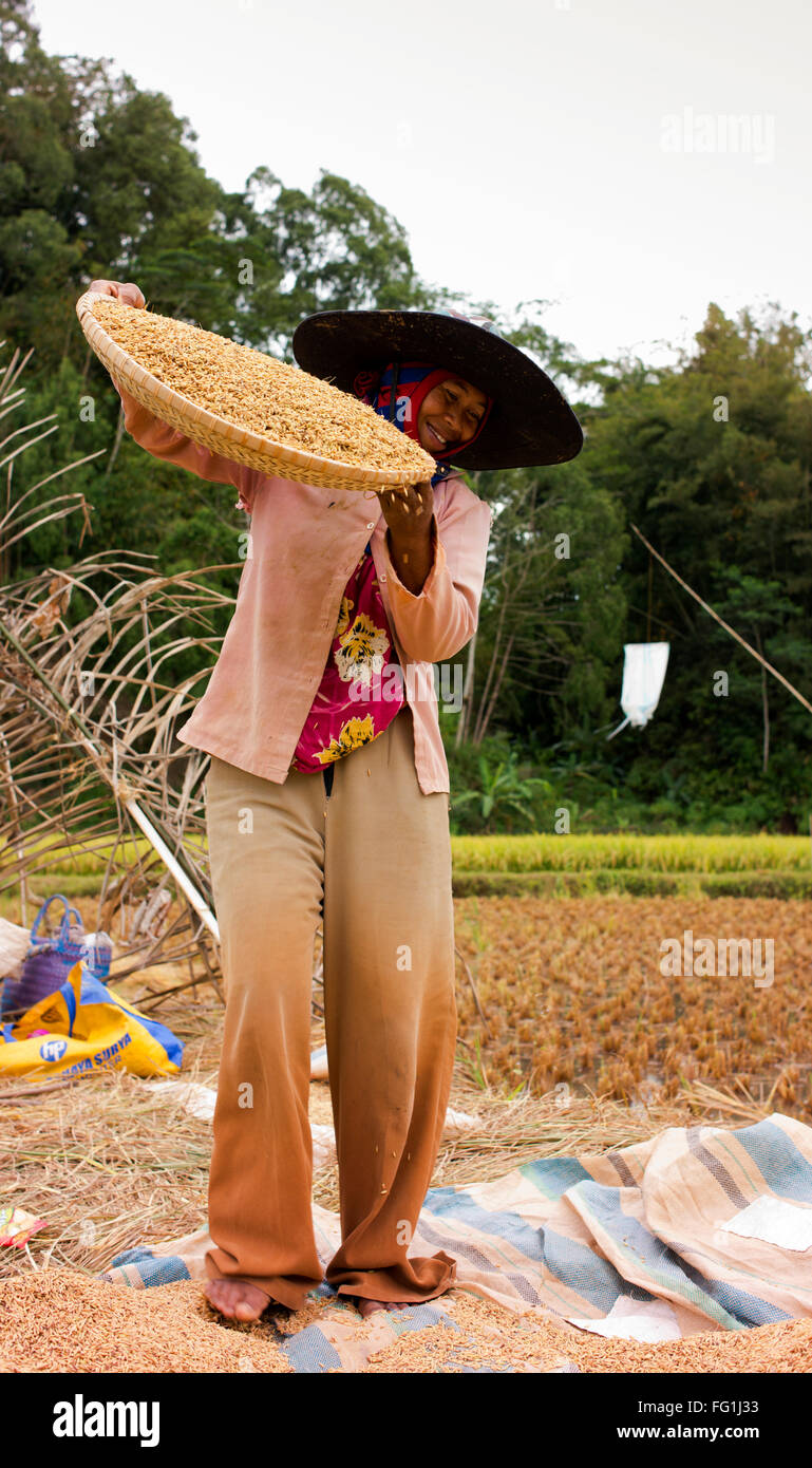 Woman winnowing rice hi-res stock photography and images - Alamy