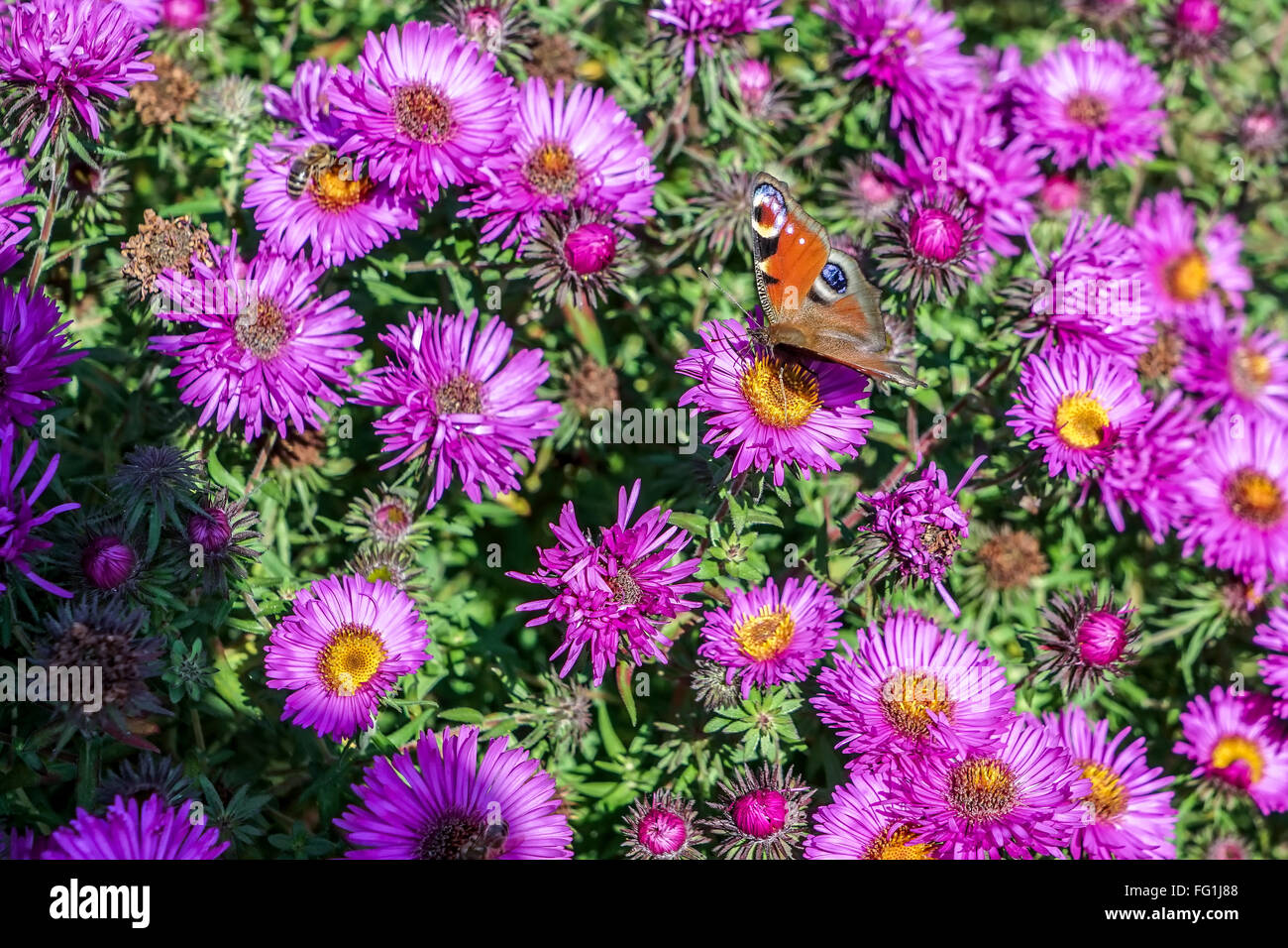 Butterfly abdomen hi-res stock photography and images - Alamy