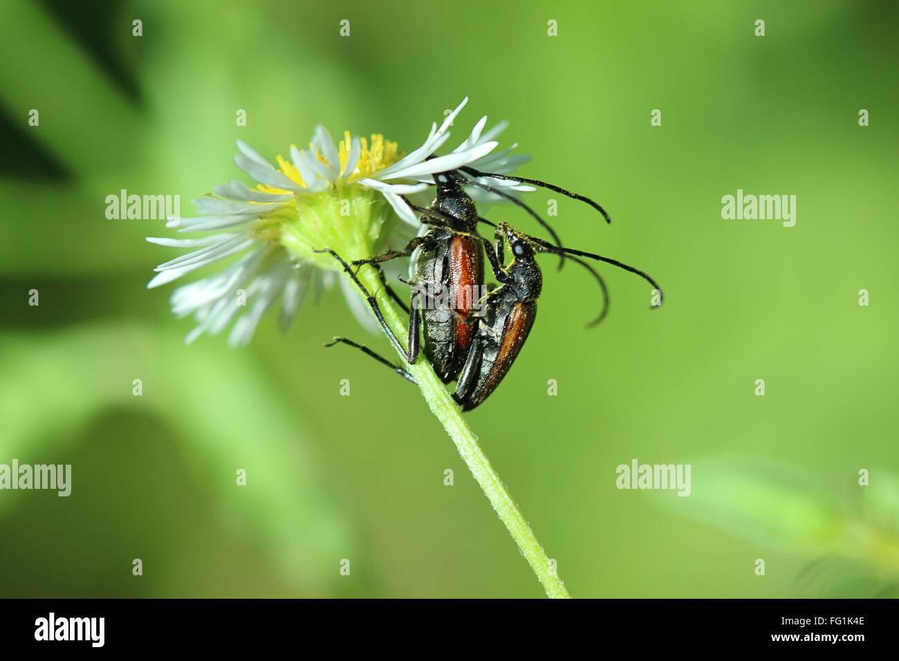 Close-Up Of Beetle Mating On White Flower Stock Photo - Alamy