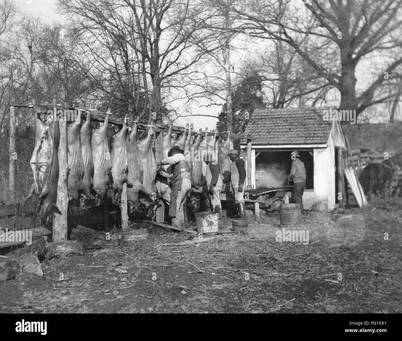 BUTCHERING, 19th CENTURY. /nMen butchering hogs in Richmond, Virginia ...