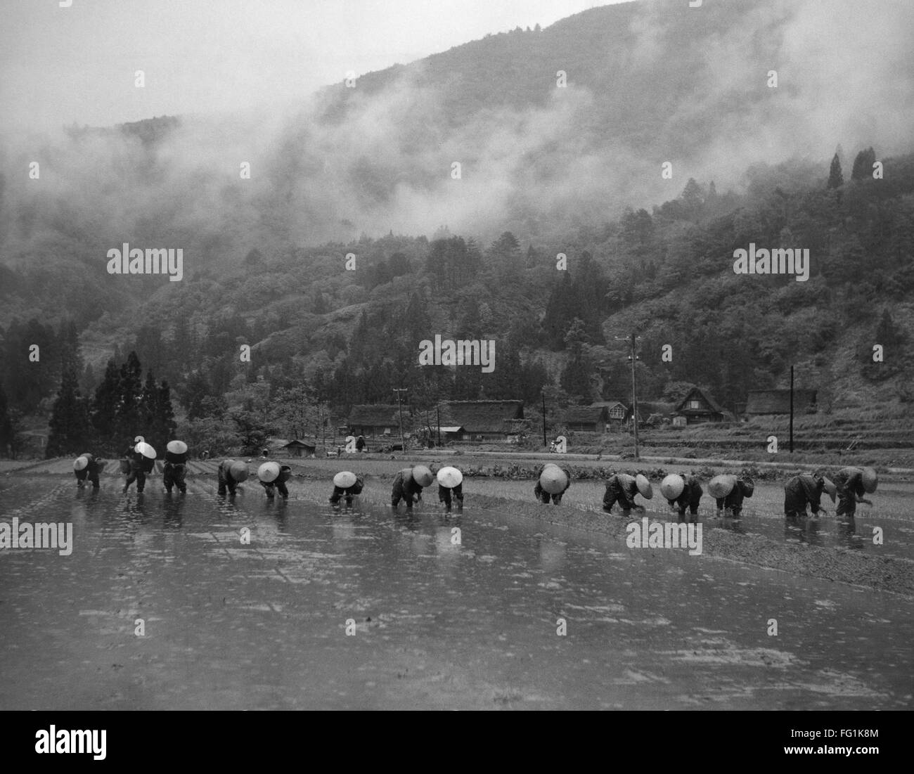 JAPAN: RICE FIELDS. /nJapanese farmers working in a rice field ...